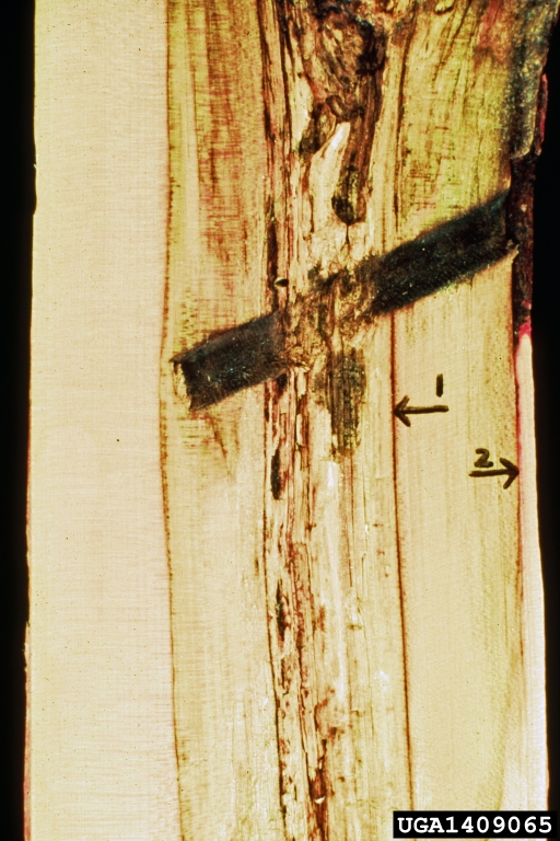 Compartmentalization Of Decay In Trees (CODIT)