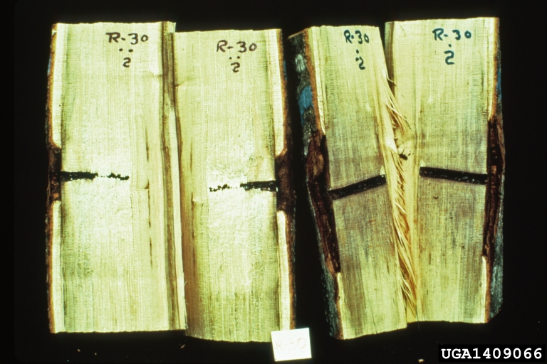 Compartmentalization Of Decay In Trees (CODIT)