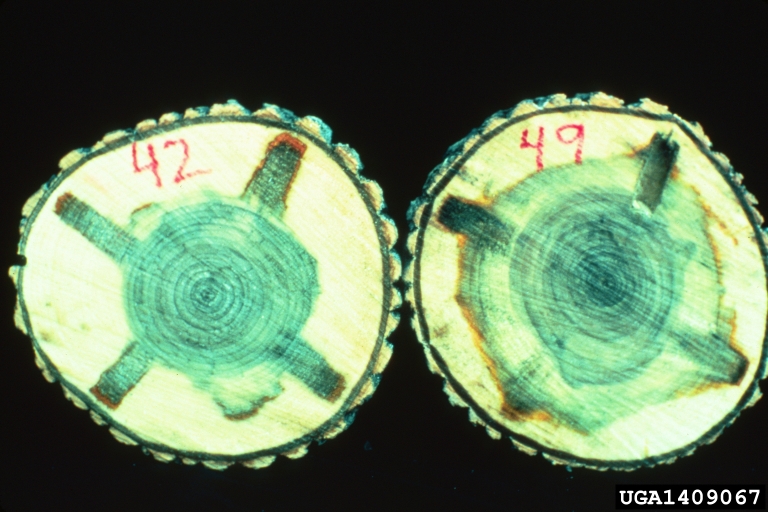 Compartmentalization Of Decay In Trees (CODIT)
