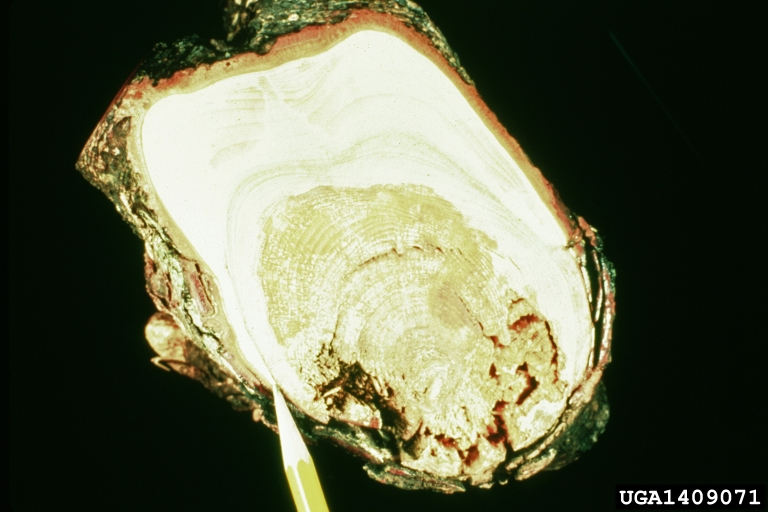 Compartmentalization Of Decay In Trees (CODIT)