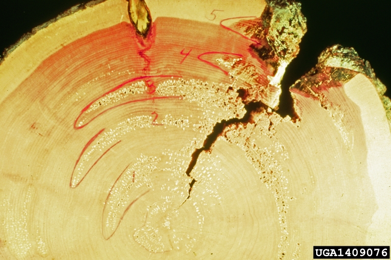 red ring rot (Porodaedalea pini (Brot.) Murrill)