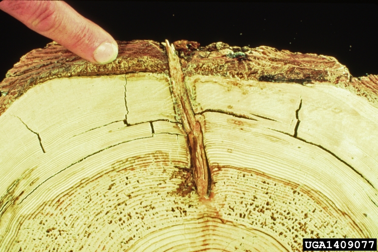 red ring rot (Porodaedalea pini (Brot.) Murrill)
