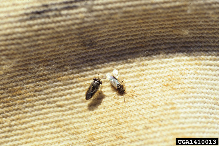 false chinch bug (Nysius raphanus)