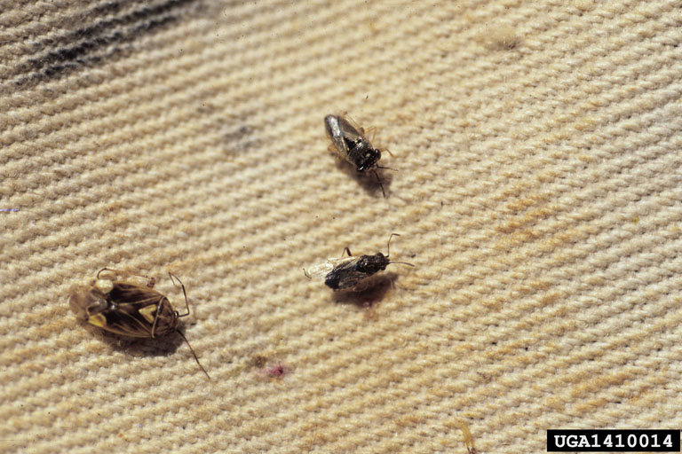 aphids, leafhoppers, planthoppers, scale insects, true bugs and allies ...