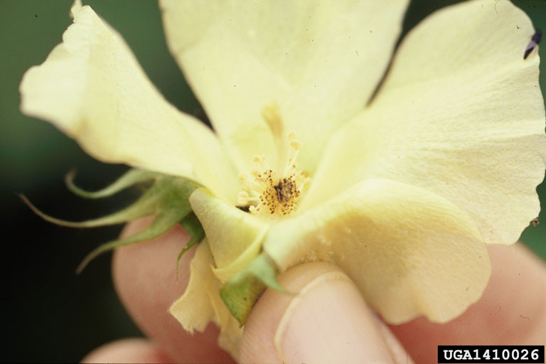 plant bugs (Family Miridae)