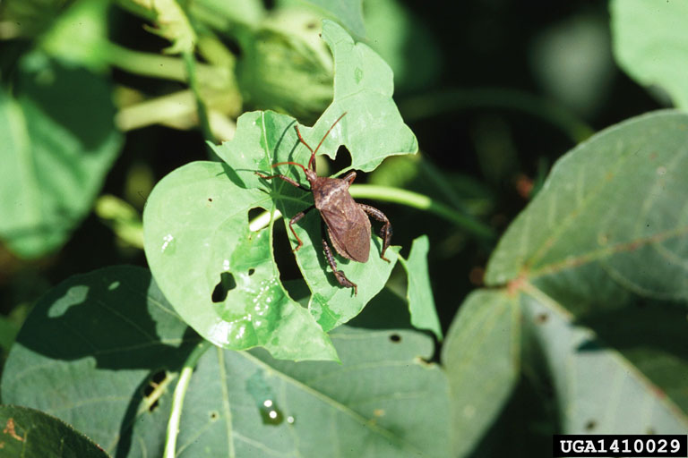 leaf-footed bugs (family Coreidae) (Family Coreidae)