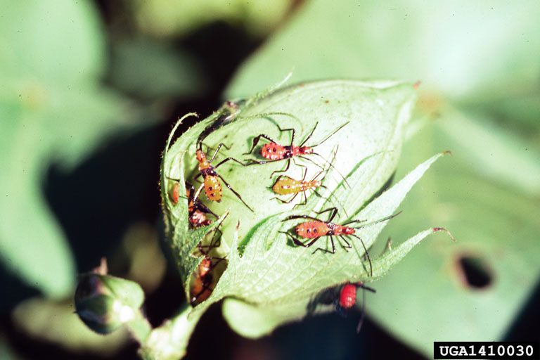 leaf-footed bugs (family Coreidae) (Family Coreidae)