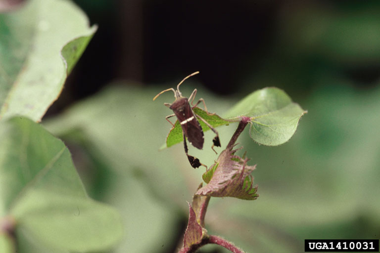 leaf-footed bugs (family Coreidae) (Family Coreidae)