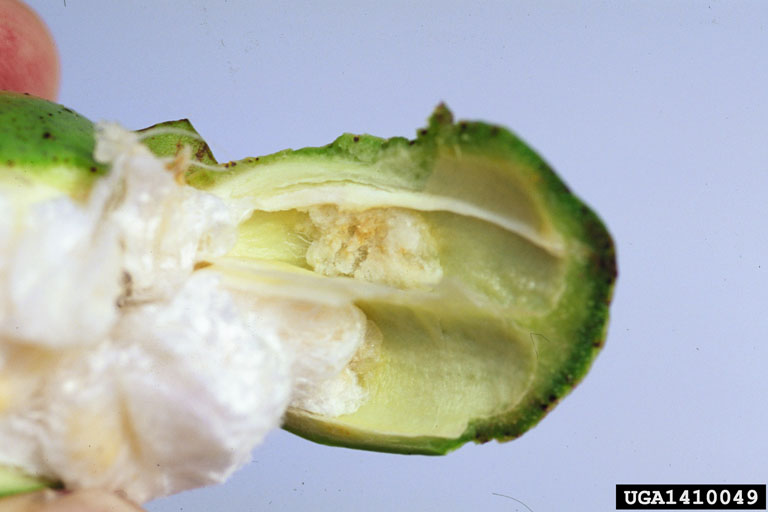 stink bugs (Family Pentatomidae) (Family Pentatomidae)