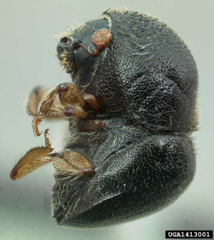 camphor shot borer (Cnestus mutilatus)