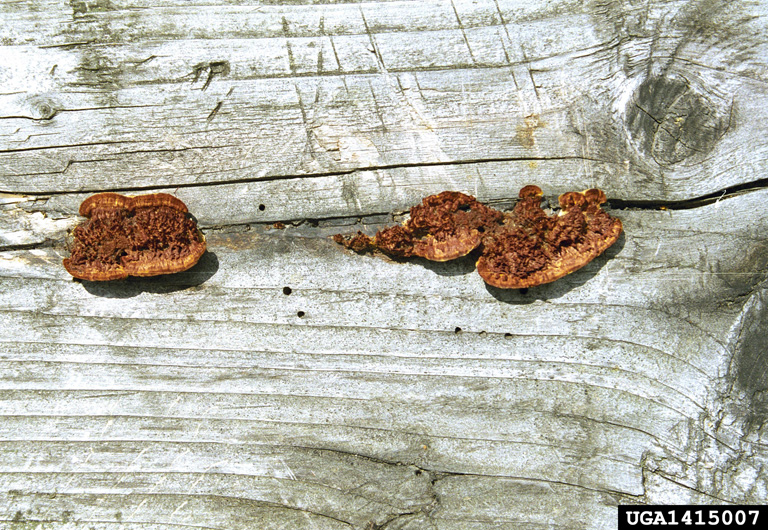 rusty gilled polypore (Gloeophyllum sepiarium)