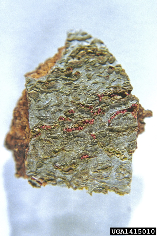 Neonectria canker (Neonectria galligena)