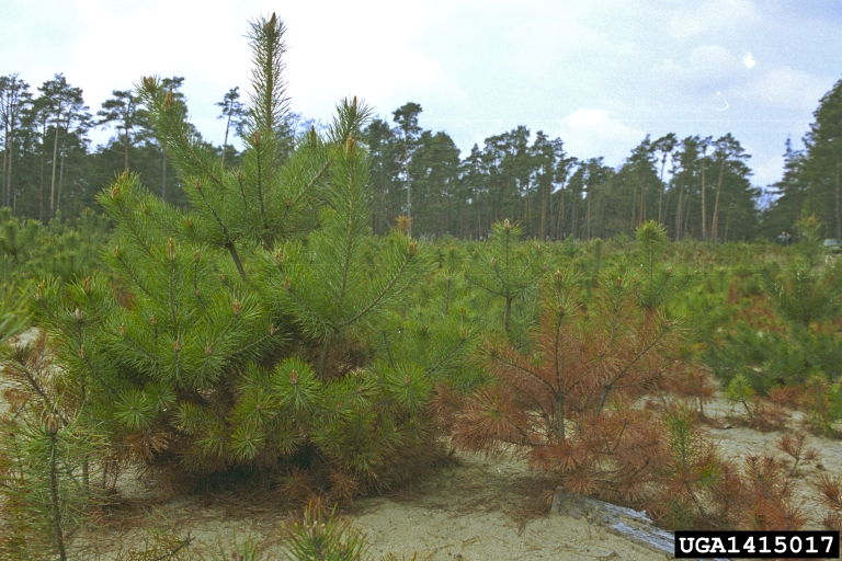 pine needle cast (Lophodermium pinastri (Schrad.) Chevall.)