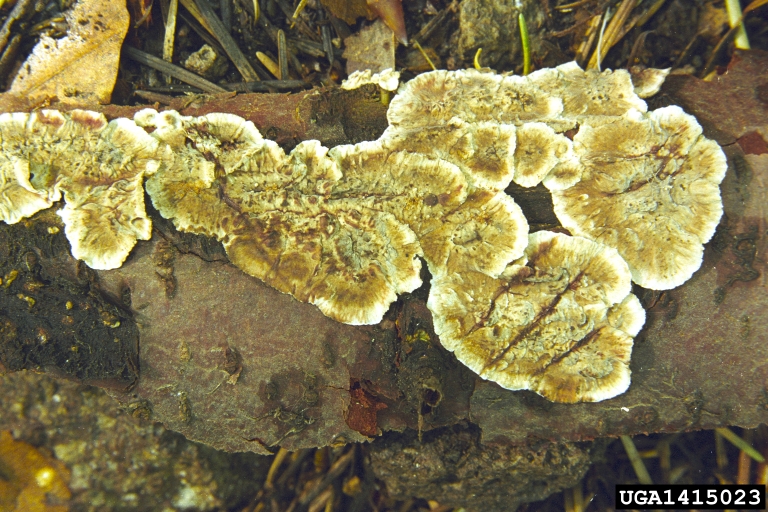 red heart decay (Stereum sanguinolentum)