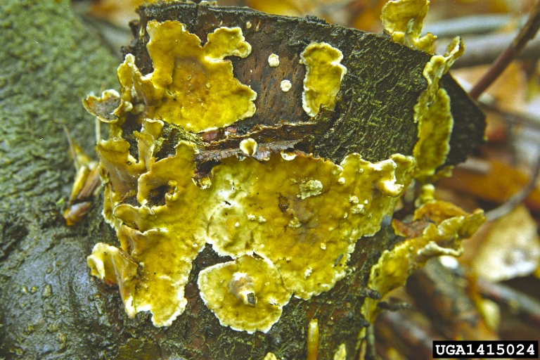 hairy stereum (Stereum hirsutum (Willd.) Pers.)