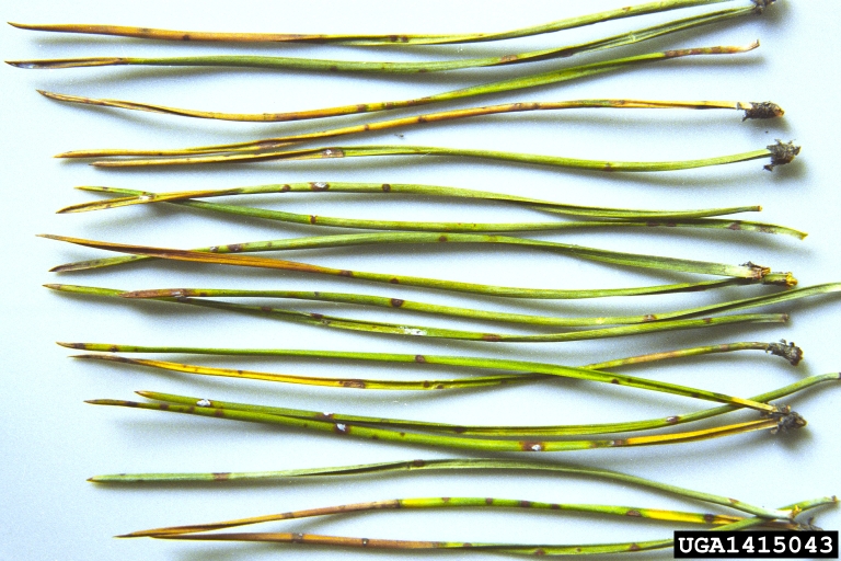 Dothistroma needle blight (Dothistroma septosporum (Dorog.) M. Morelet)