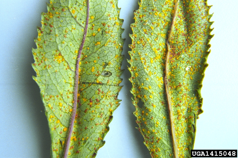 needle rust (Coleosporium senecionis)