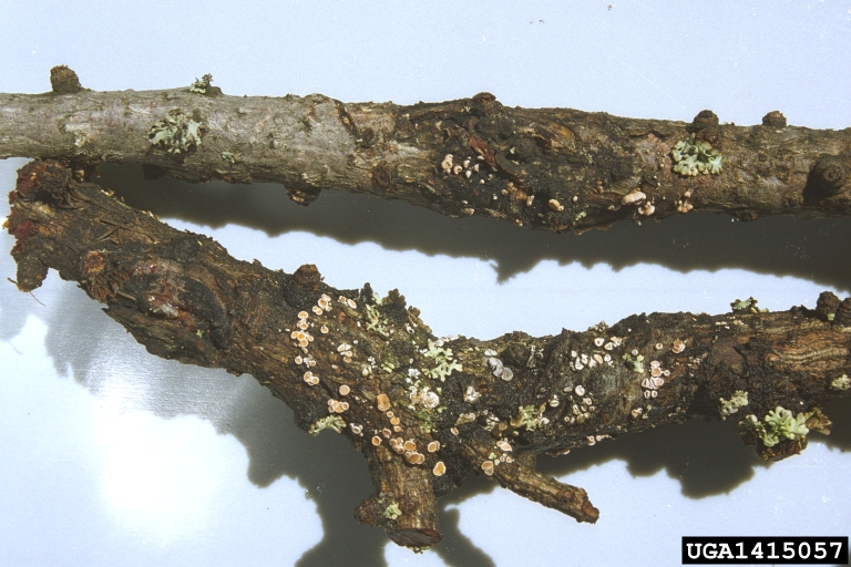European larch canker (Lachnellula willkommii)