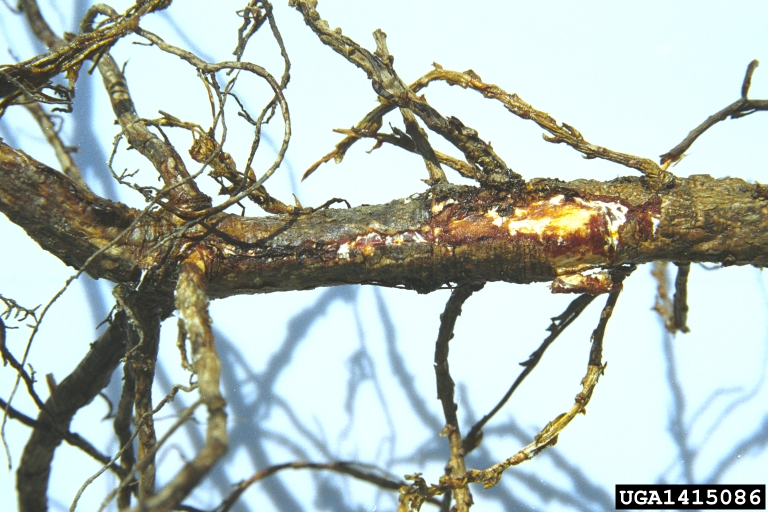 Armillaria root rots (Genus Armillaria)