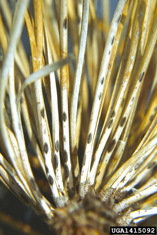 pine needle cast (Lophodermium pinastri)