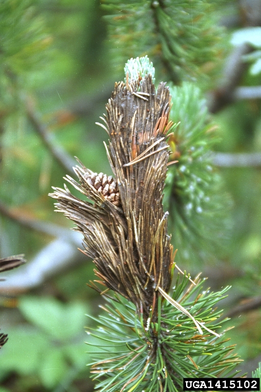 Herpotrichia fungi (Genus Herpotrichia Fuckel)