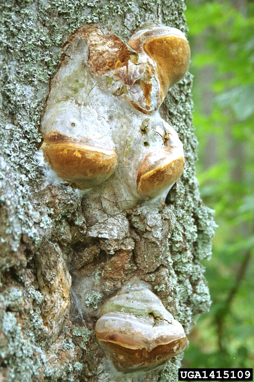 root rot (Phellinus hartigii (Allesch. & Schnabl) Pat.)