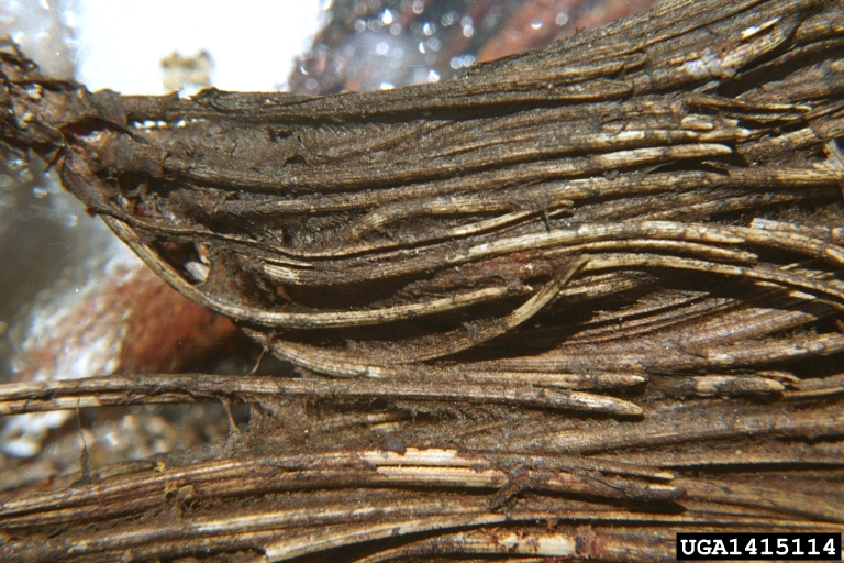 Herpotrichia fungi (Genus Herpotrichia Fuckel)