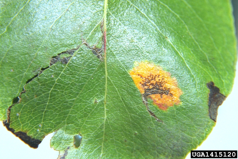 juniper-pear rust (Gymnosporangium sabinae (Dicks.) G. Winter)