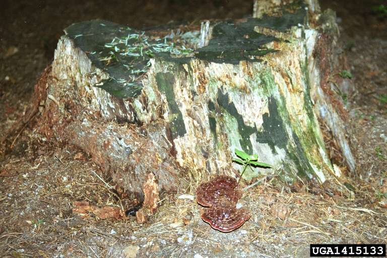 Ganoderma root and butt rot (Ganoderma lucidum)