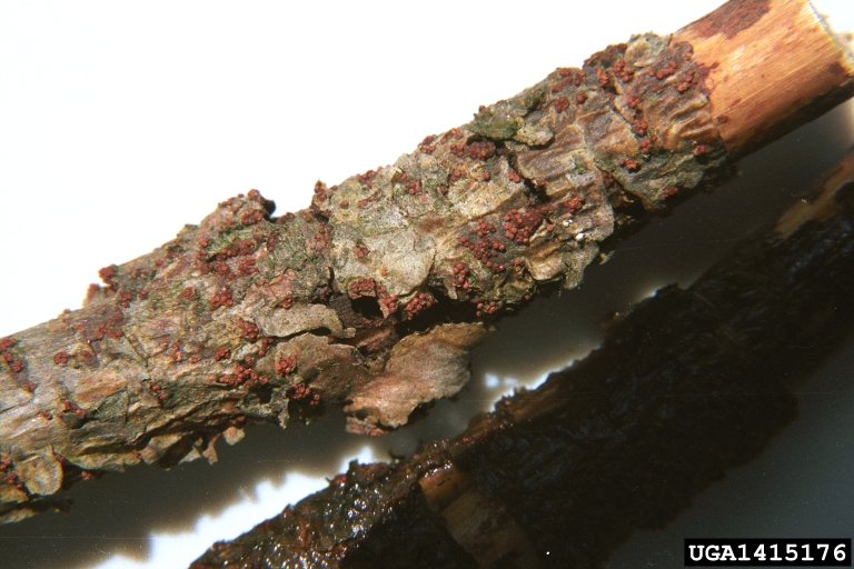 Nectria canker (Genus Nectria)