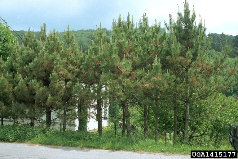 Mycosphaerella pini (Synonym for Dothistroma septosporum)