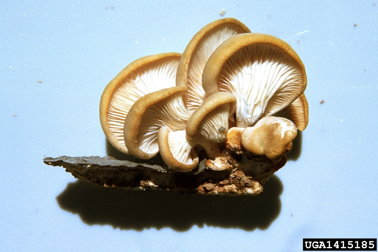 Pleurotus fungus (Pleurotus pulmonarius)