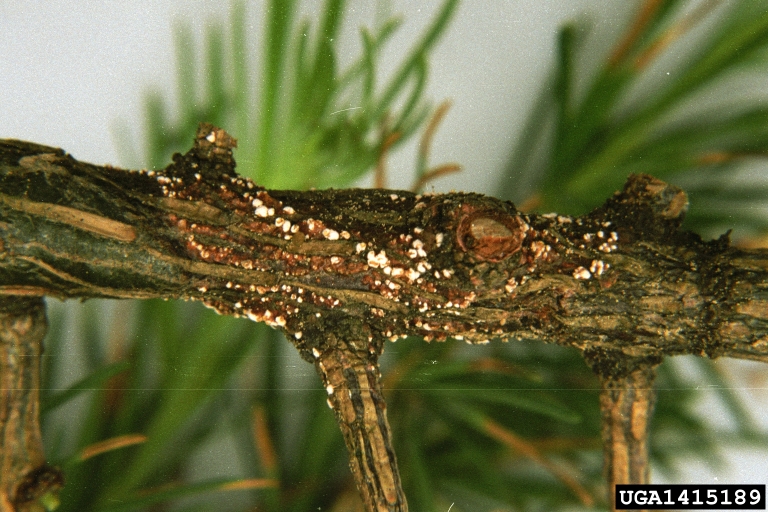 European larch canker (Lachnellula willkommii)