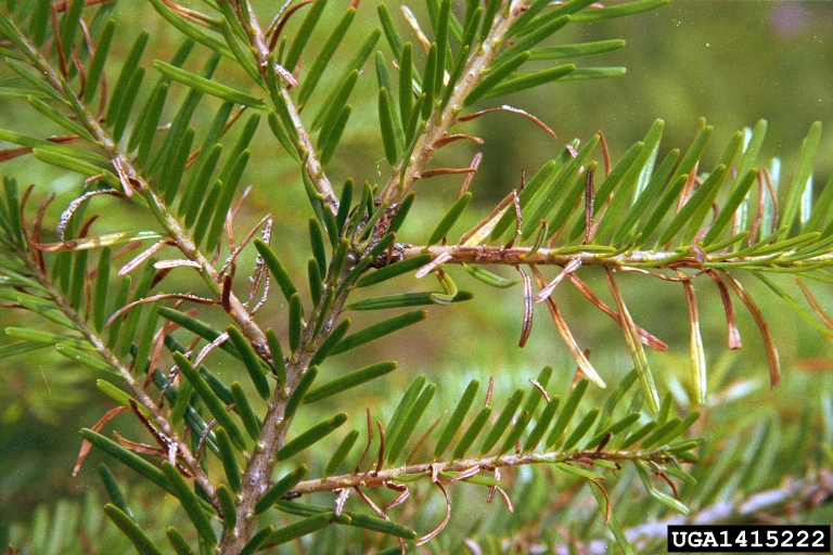 fir-fireweed rust (Pucciniastrum epilobii)
