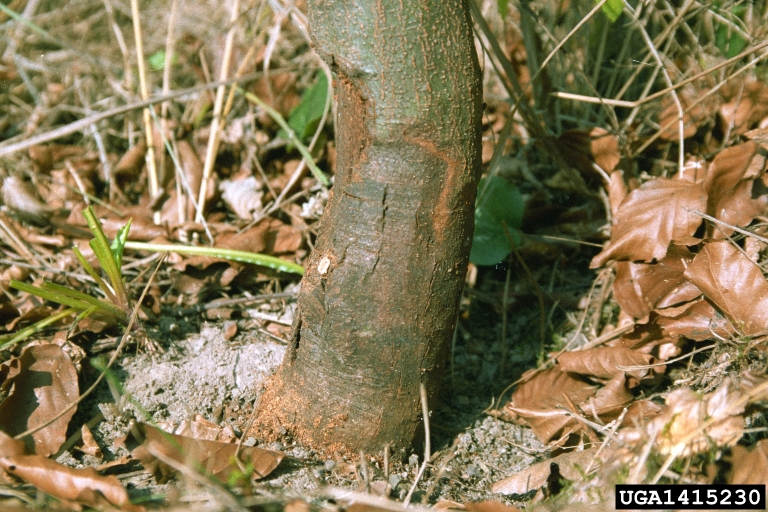 Armillaria root rots (Genus Armillaria)