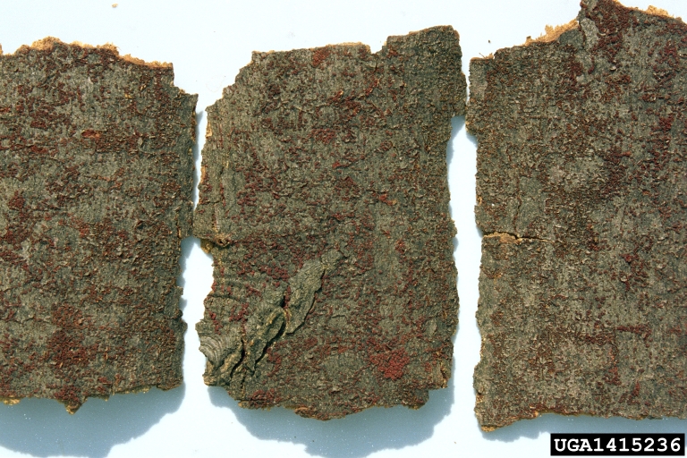 beech bark disease (Neonectria coccinea (Pers.) Rossman & Samuels)