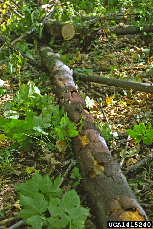 beech bark disease (Neonectria coccinea (Pers.) Rossman & Samuels)