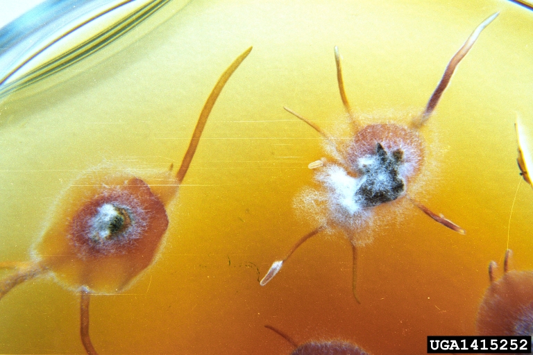 Armillaria mellea - Bugwoodwiki