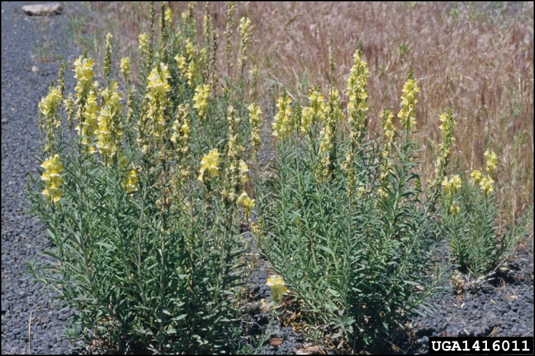 yellow toadflax (Linaria vulgaris P. Mill.)