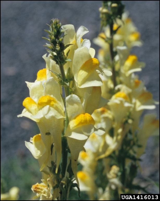 yellow toadflax (Linaria vulgaris P. Mill.)