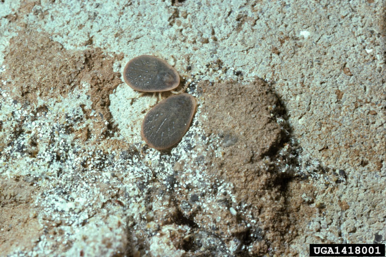 soft tick (Argas cooleyi)