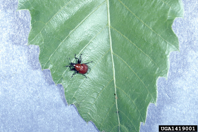 leaf-rolling weevil (Homoeolabus analis)