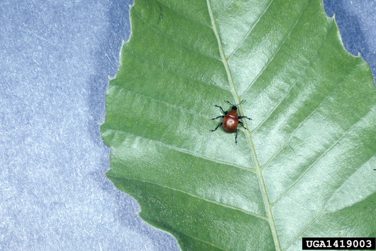leaf-rolling weevil (Homoeolabus analis)