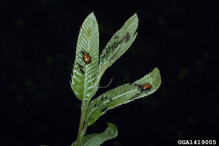 leaf-rolling weevil (Homoeolabus analis (Iliger, 1794))