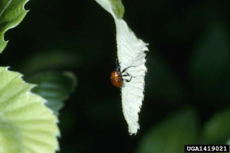 leaf-rolling weevil (Homoeolabus analis)