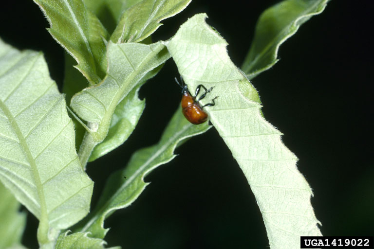 leaf-rolling weevil (Homoeolabus analis)