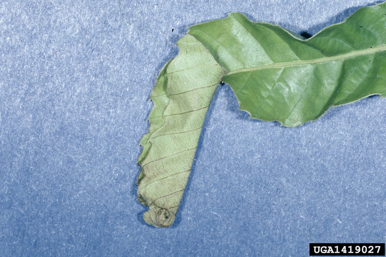 leaf-rolling weevil (Homoeolabus analis)