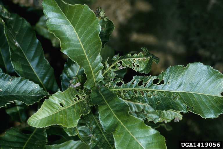 leaf-rolling weevil (Homoeolabus analis)