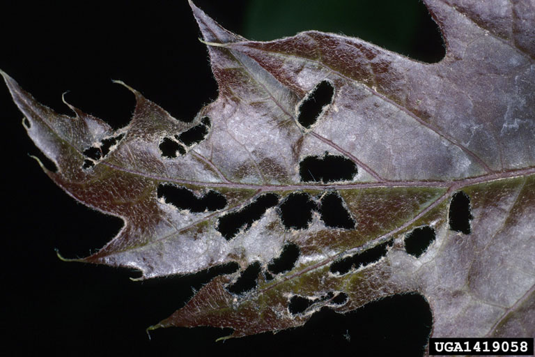 leaf-rolling weevil (Homoeolabus analis (Iliger, 1794))