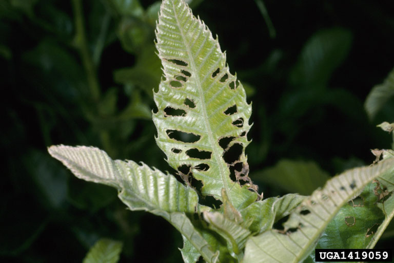 leaf-rolling weevil (Homoeolabus analis)